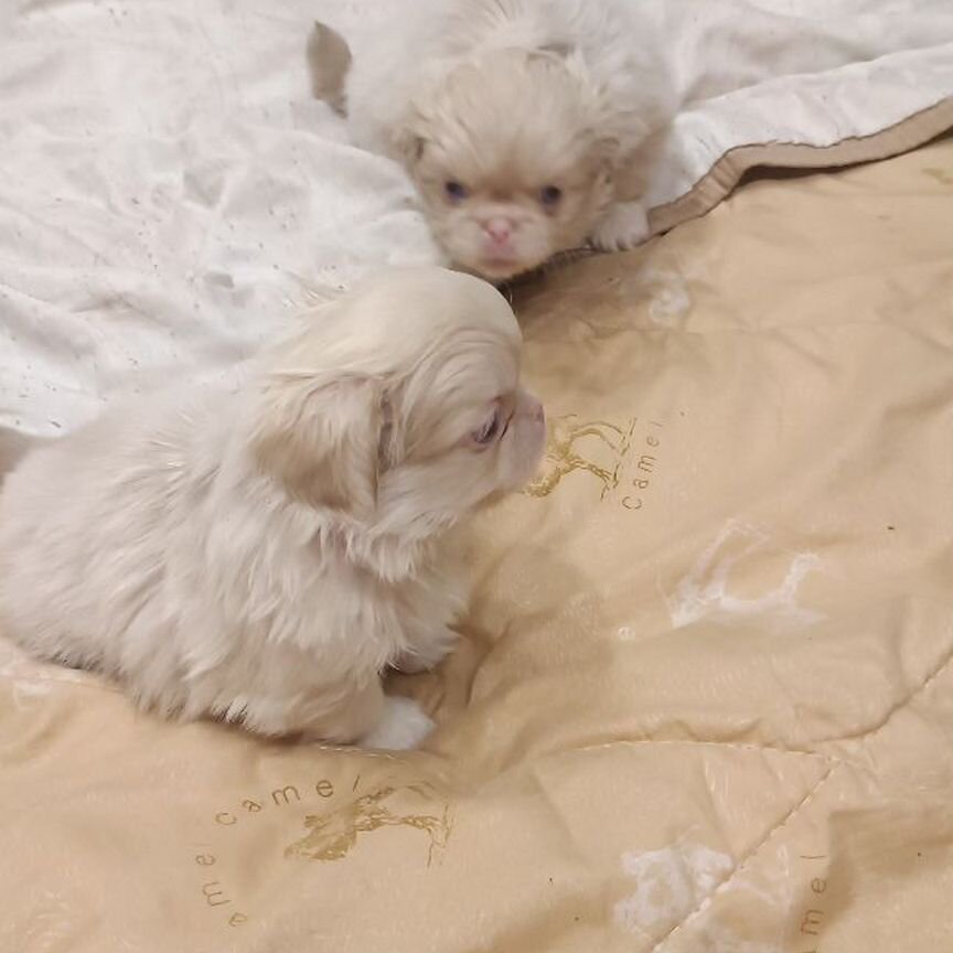 Кутята породистые