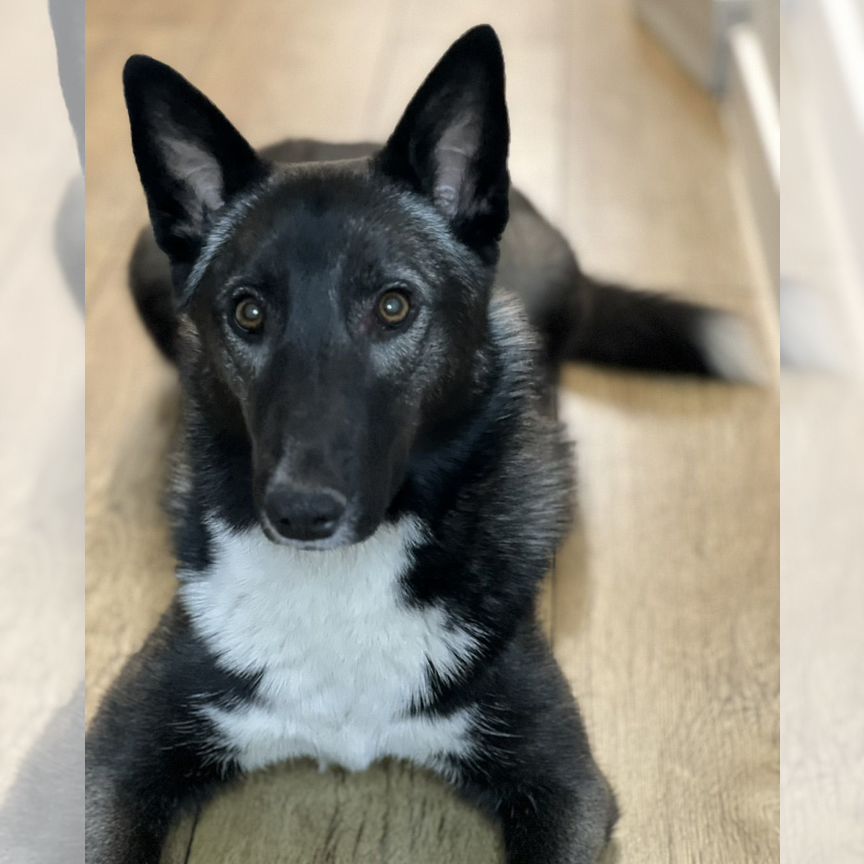 Взрослая собака в добрые руки