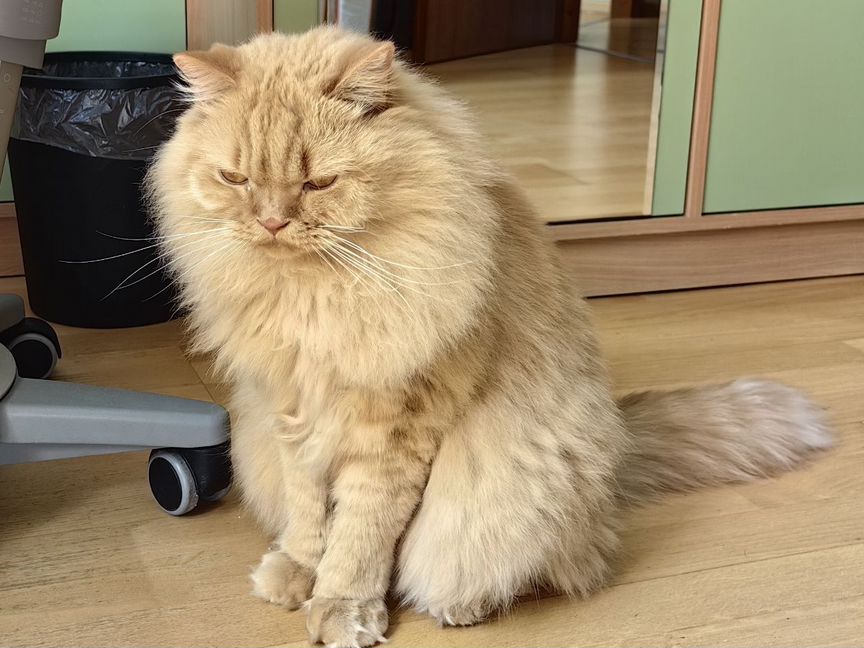 Кошки в добрые руки бесплатно
