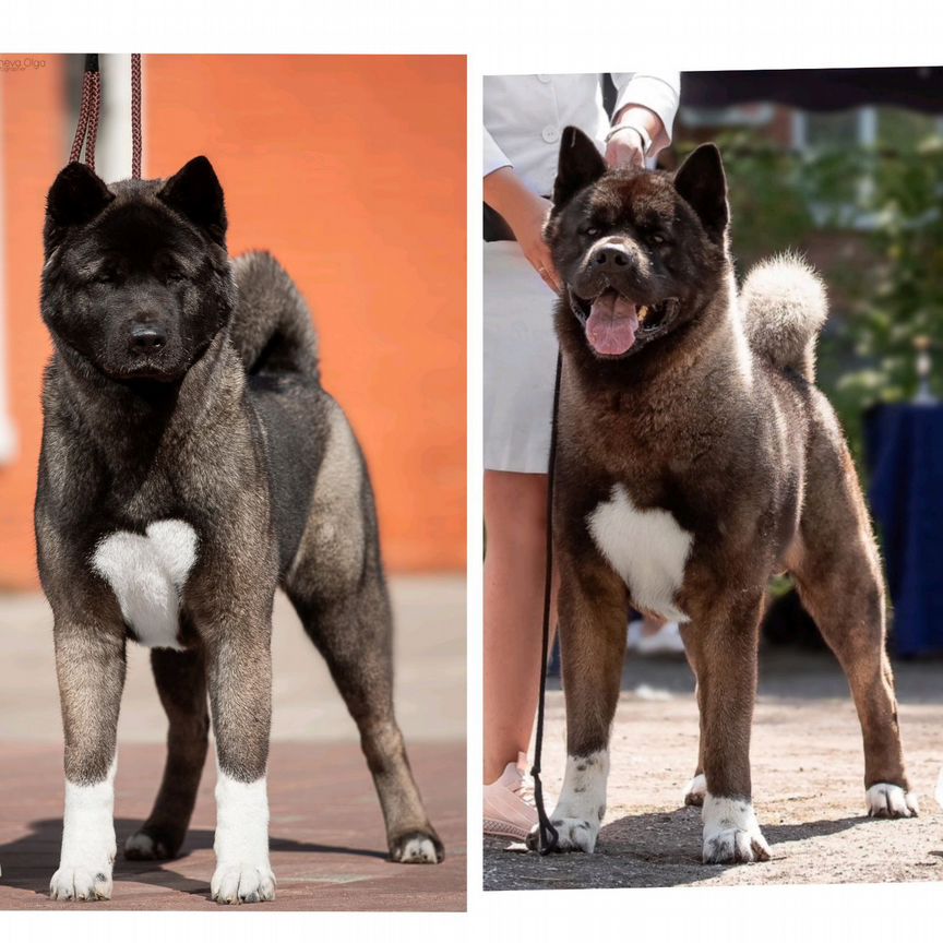 Американская акита, щенок