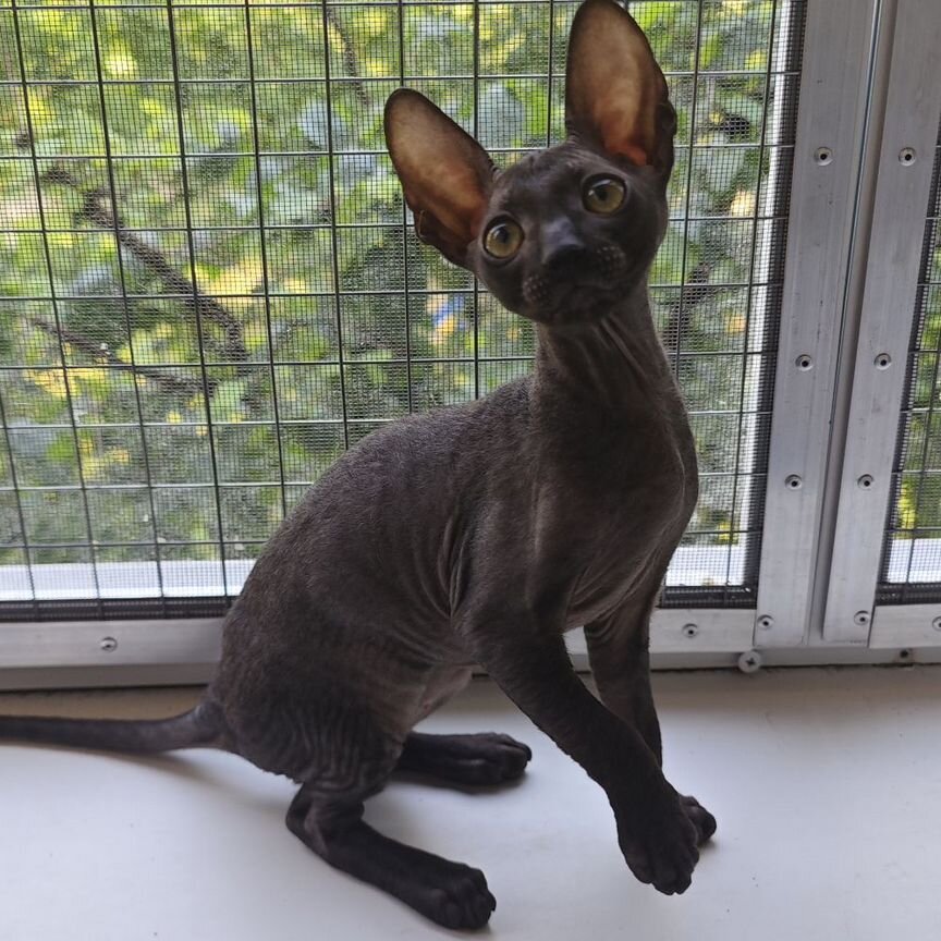 Корниш-рекс котёнок