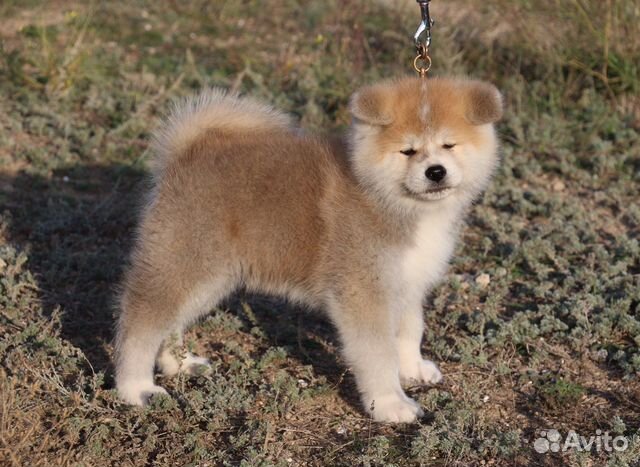 Мальчик Акита ину для шоу и разведения