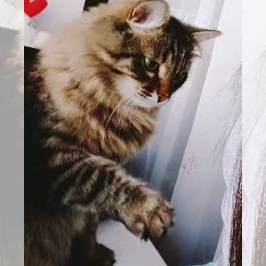 Шотландская вислоухая короткошёрстная кошка, взрослая