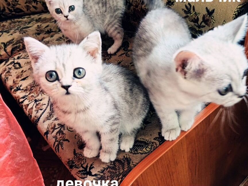 Шотландские котята