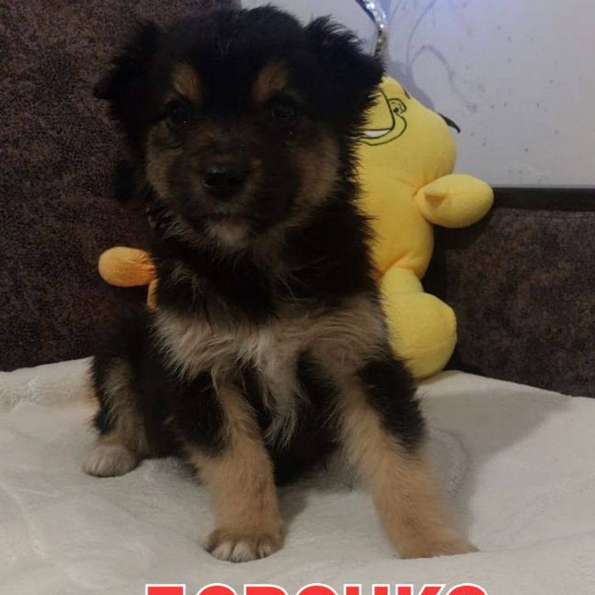 Щенок в добрые руки