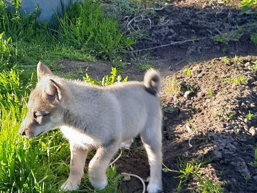 Западно сибирская лайка щенки