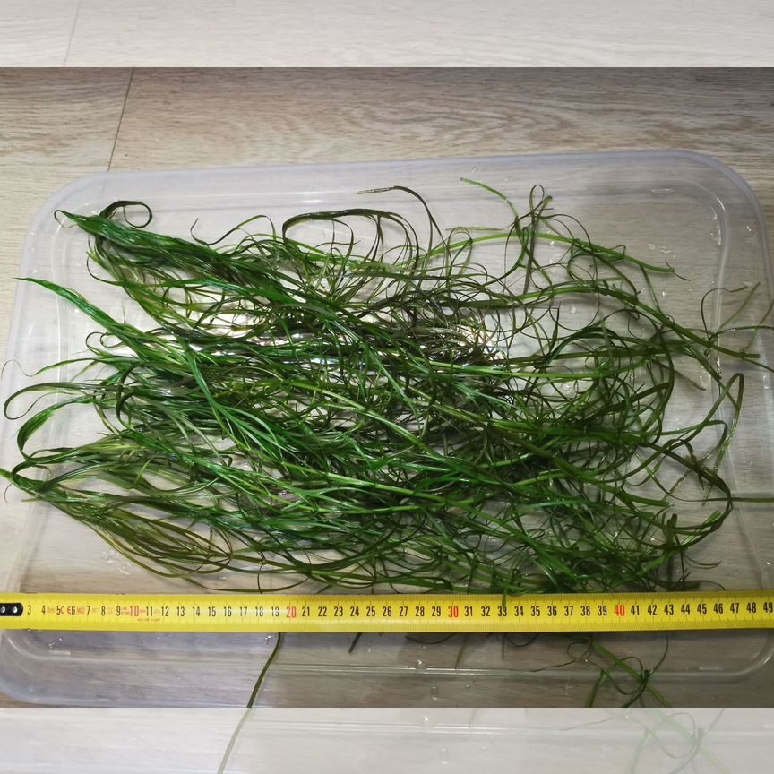 Аквариумные растения