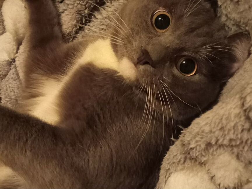 Отдам в добрые руки