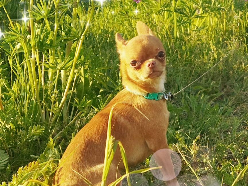 Малышка мини