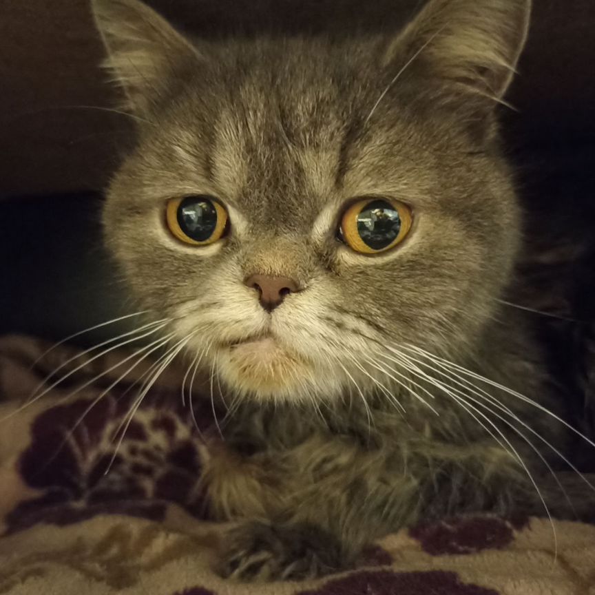 Потерялась кошка