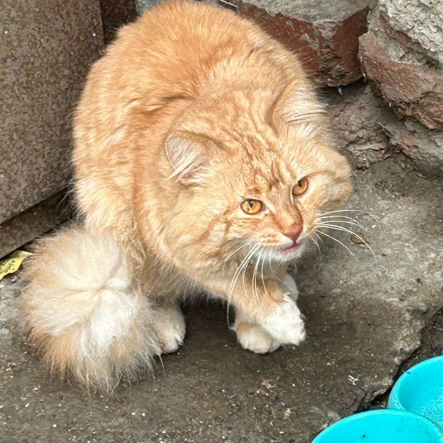 Рыжий котик в добрые руки