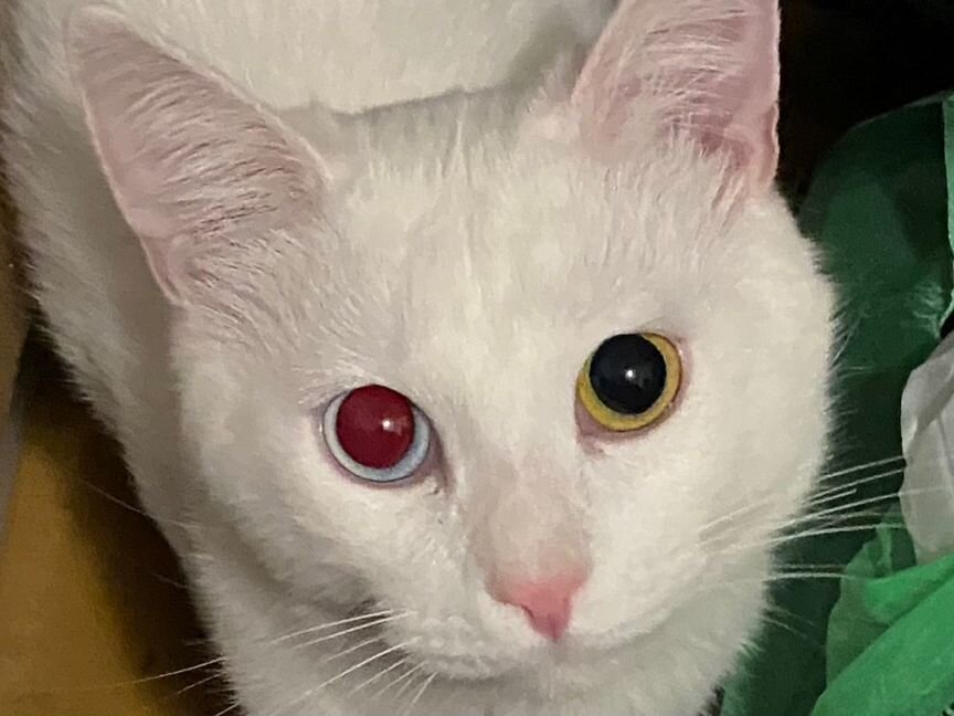 Котик белый разноглазый