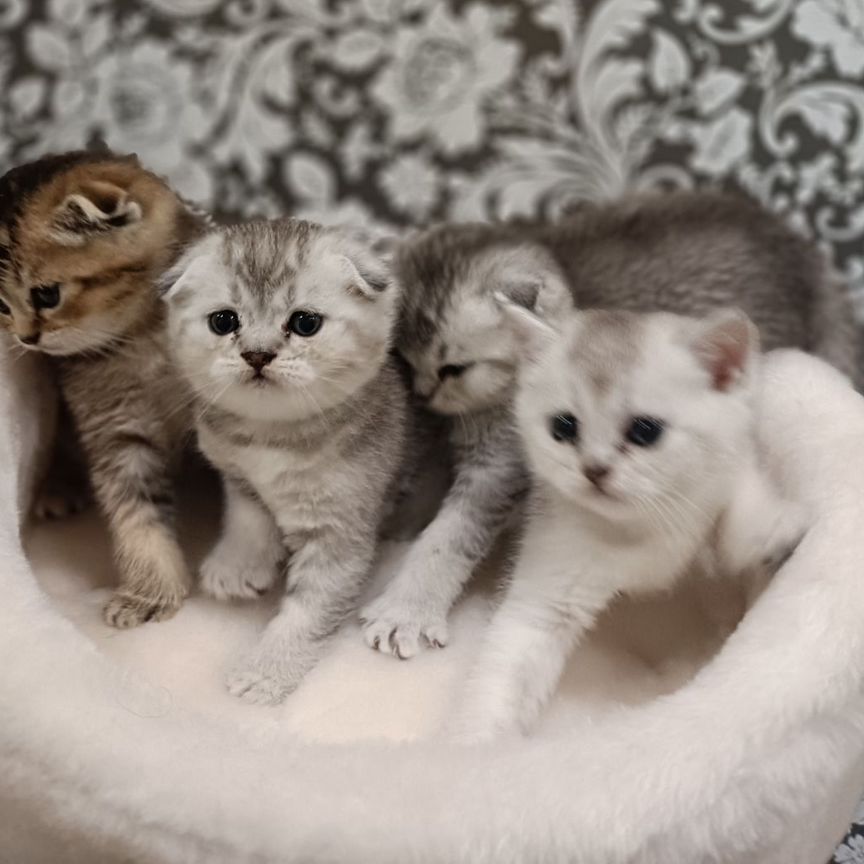 Шотландские котята