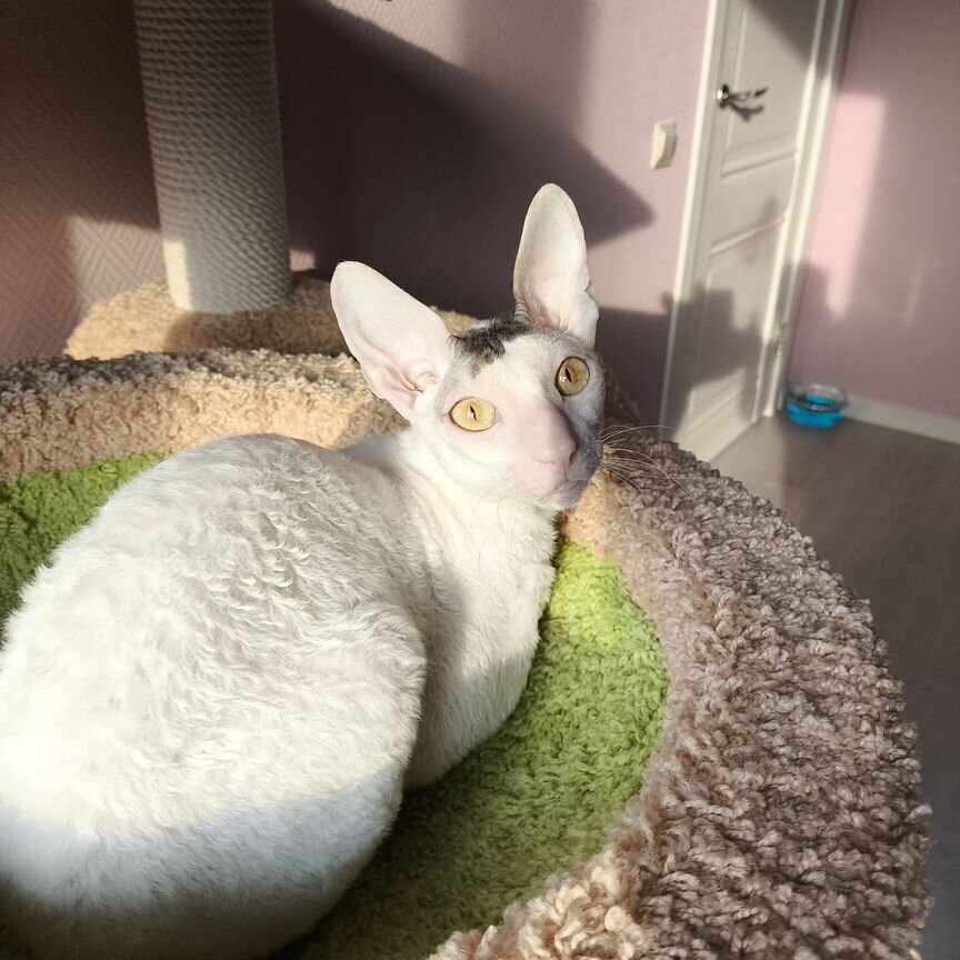 Котик шикарный