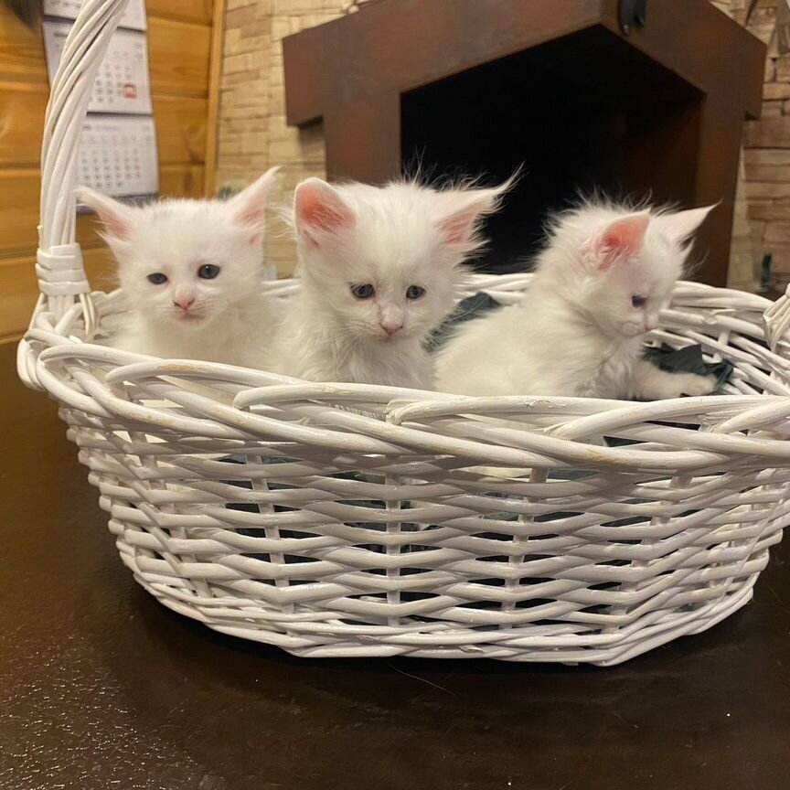 Котята мейн-кун