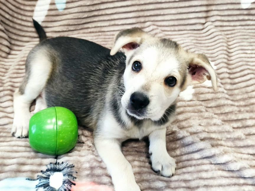 Фанни в дар