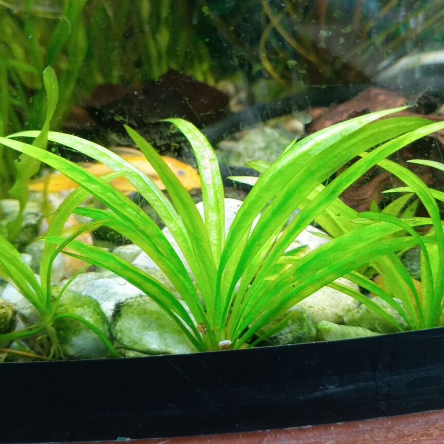 Аквариумная прополка