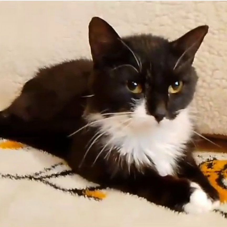 Ласковый котенок