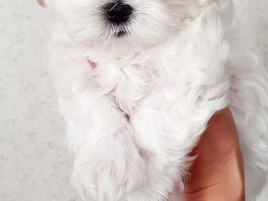 Мальтезе мальчик. Документы РКФ