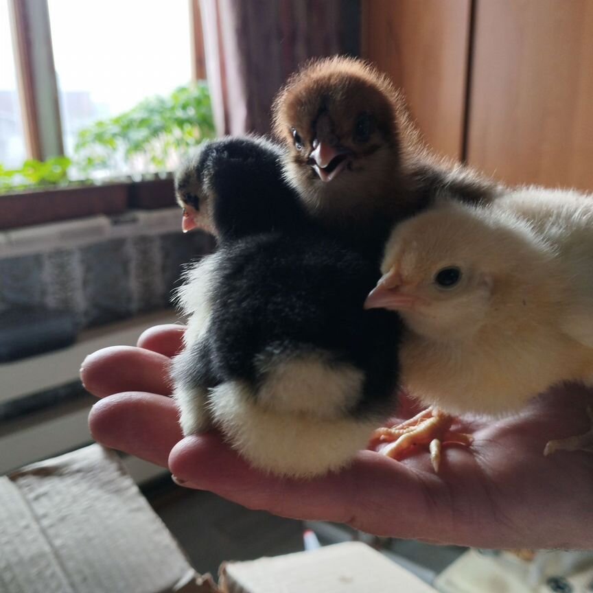 Продам цыплят