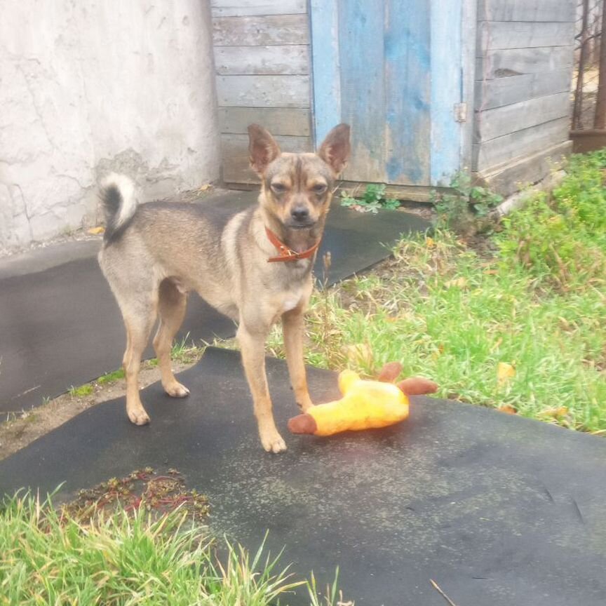 Взрослый пёс в добрые руки