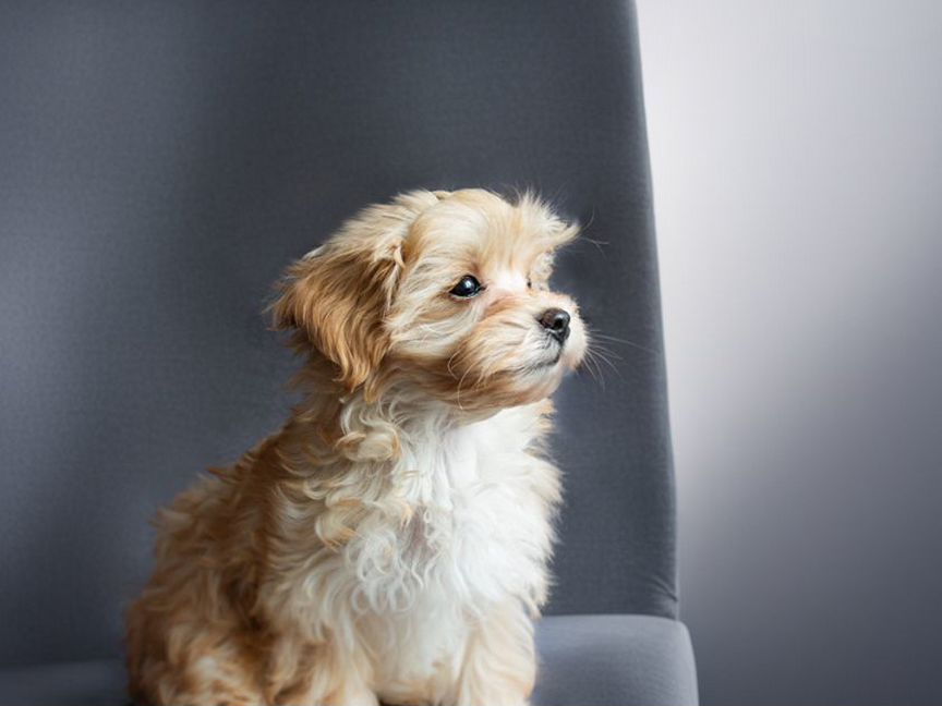 Мальтипу ф1 мини мальчик