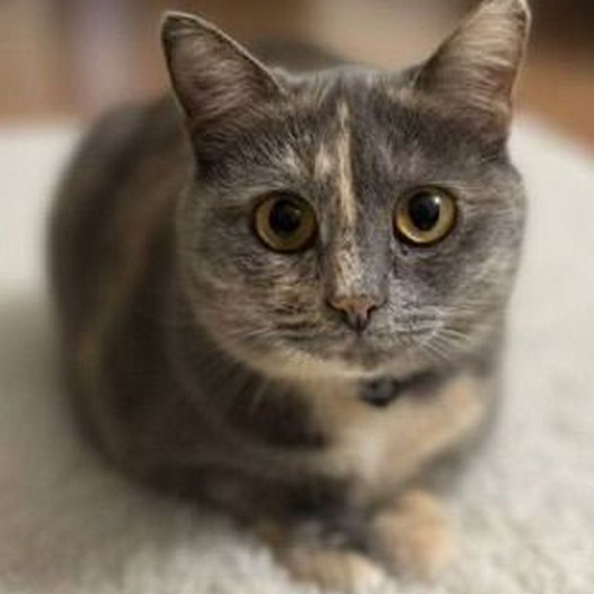 Взрослая, кошка в добрые руки