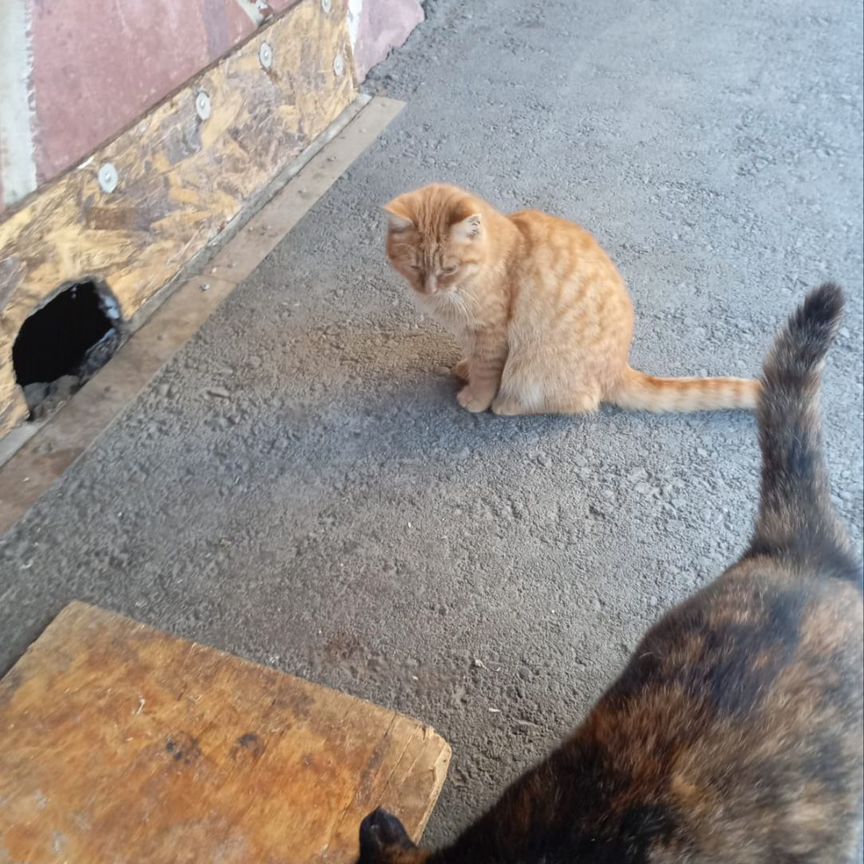 Котенок
