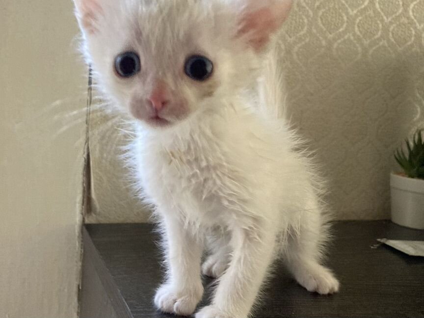 Котенок в добрые руки