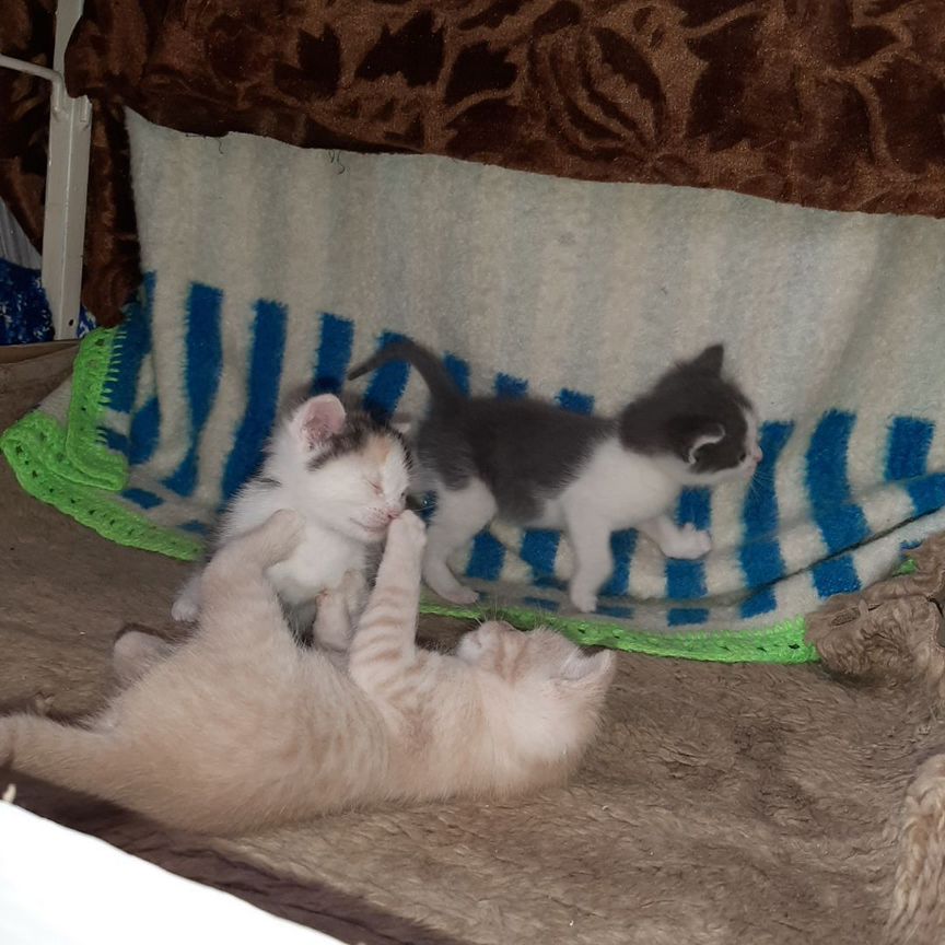 Котята в добрые руки