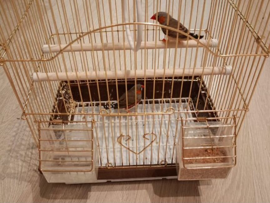 Клетка+ 2 амадина