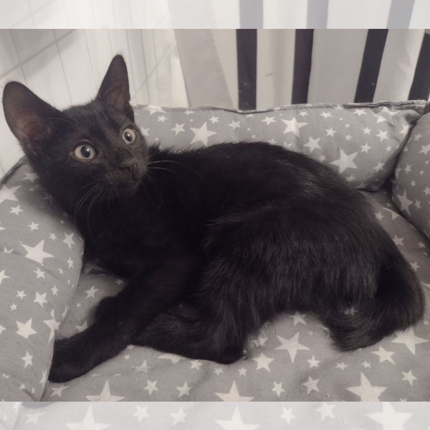 Котёнок в добрые руки