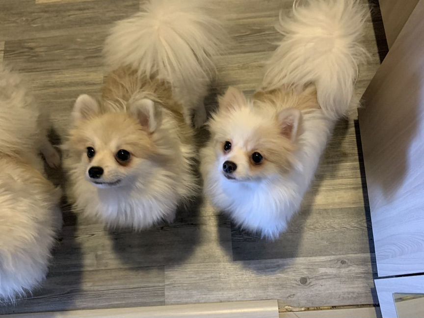 Померанский шпиц