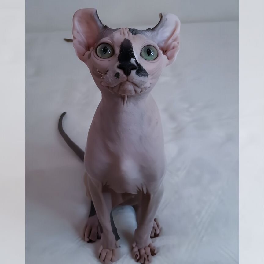 Канадский сфинкс котёнок