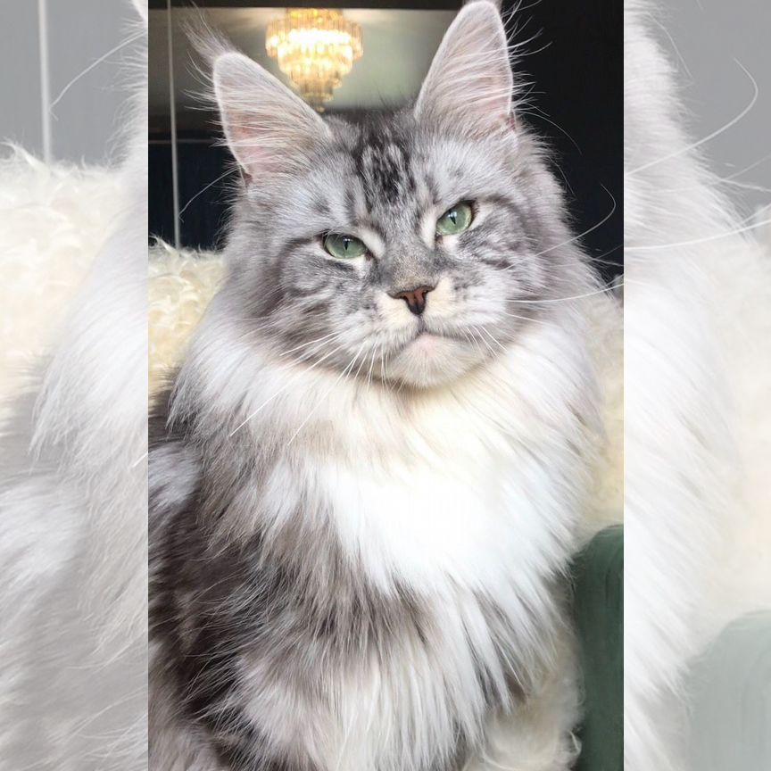 Мейн-кун, взрослая кошка