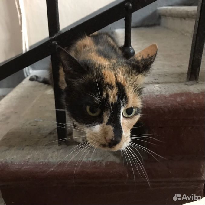 Выброшенный кот