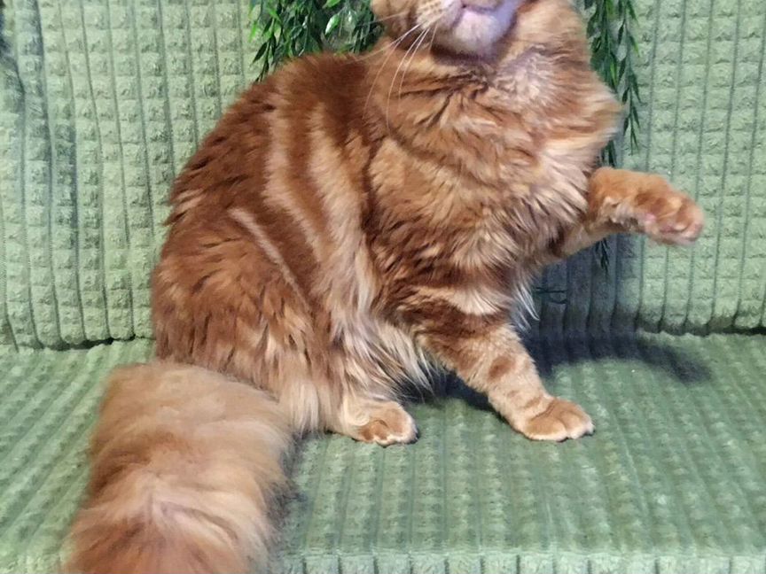 Мейн-кун кошечка