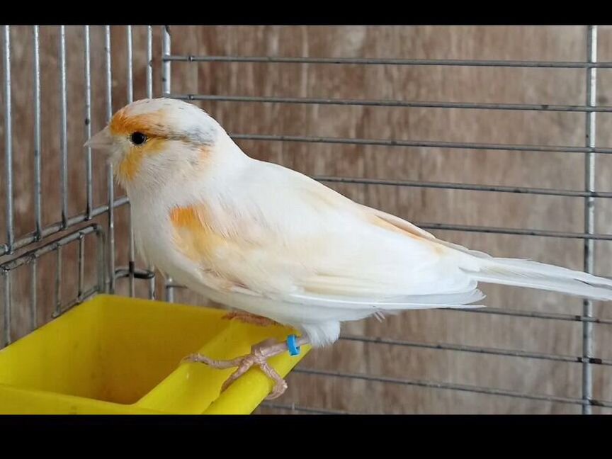 Канарейки коасный мозаик