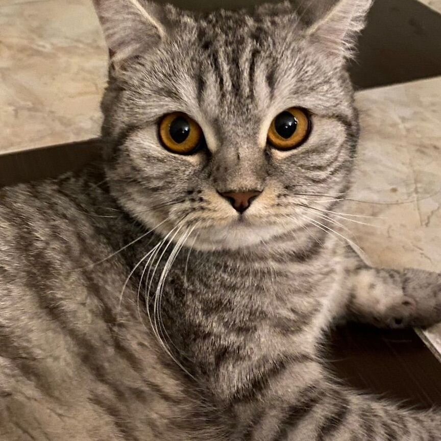 Кошки в добрые руки