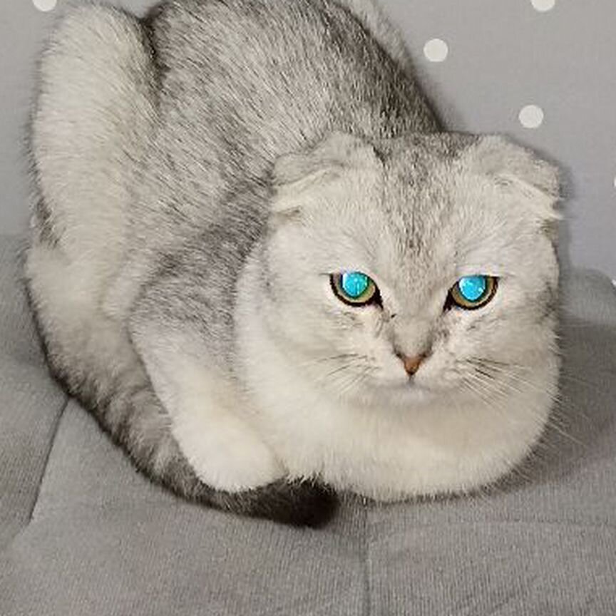 Вязка с кошкой