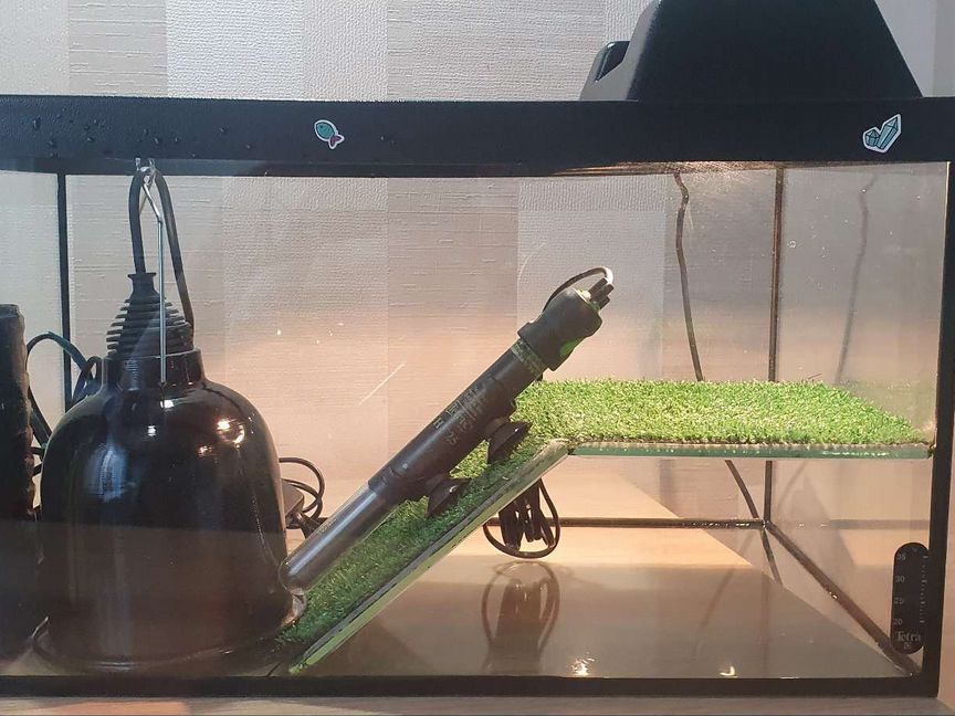 Черепашатник