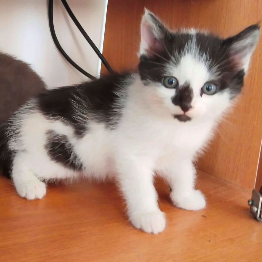 В добрые руки игривые, милые, ласковые ребятки