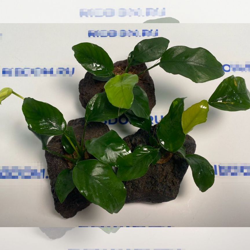 Растение на лаве анубиас бартера