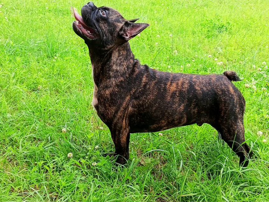 Французский бульдог