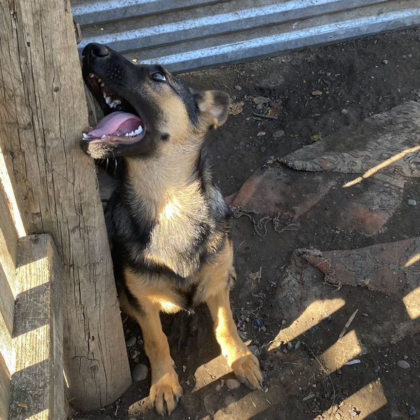 Собака в добрые руки