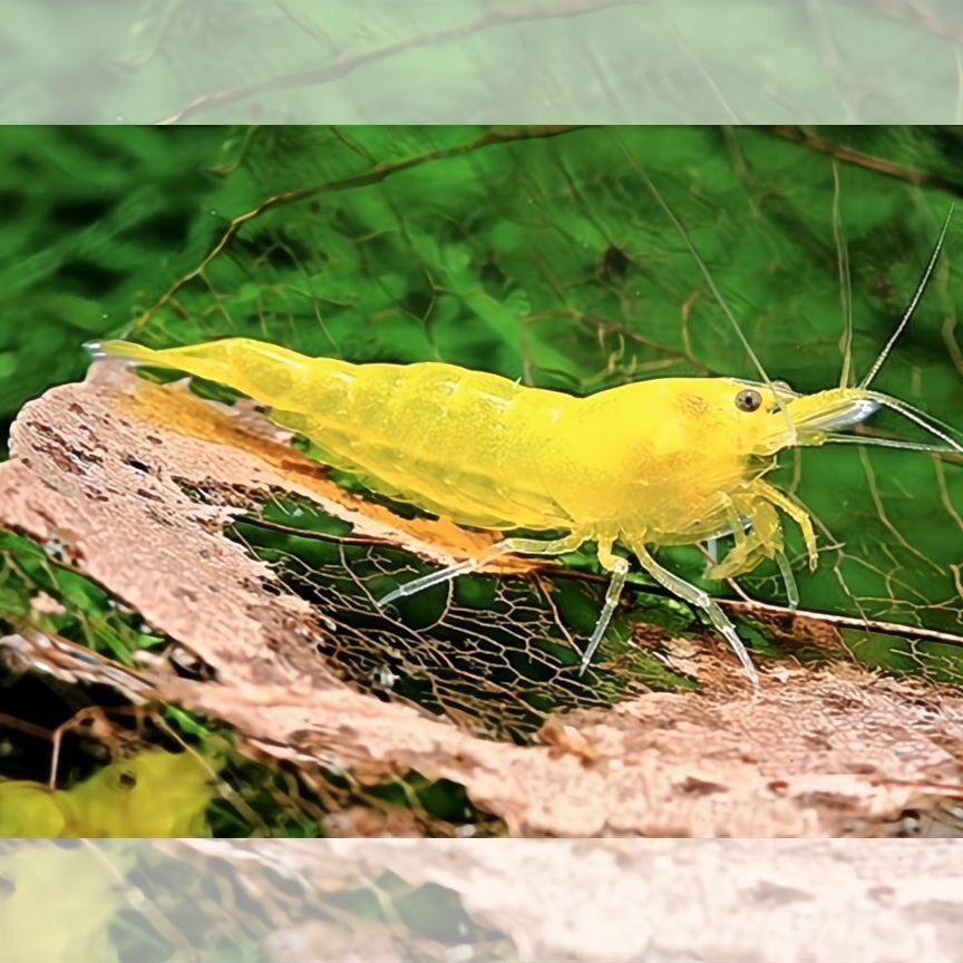 Аквариумные креветки Жёлтый неон