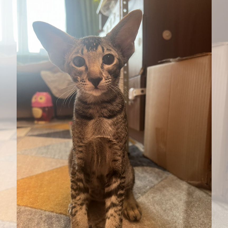 Ориентальный котёнок