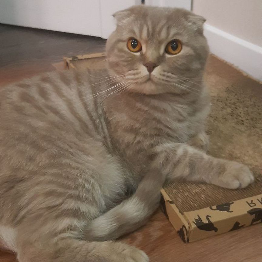 Отдам в хорошие руки кота