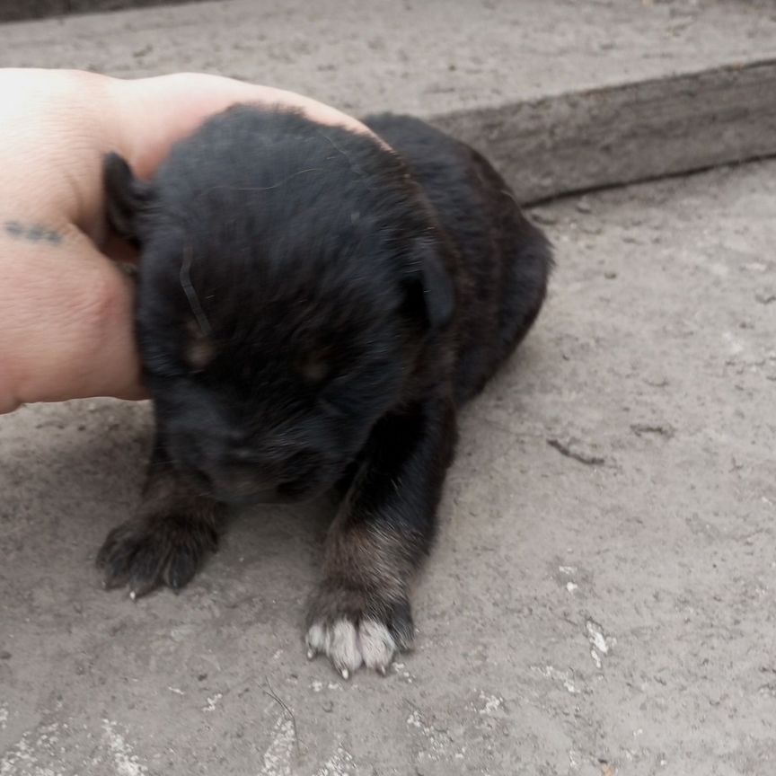 Отдам бесплатно щенки