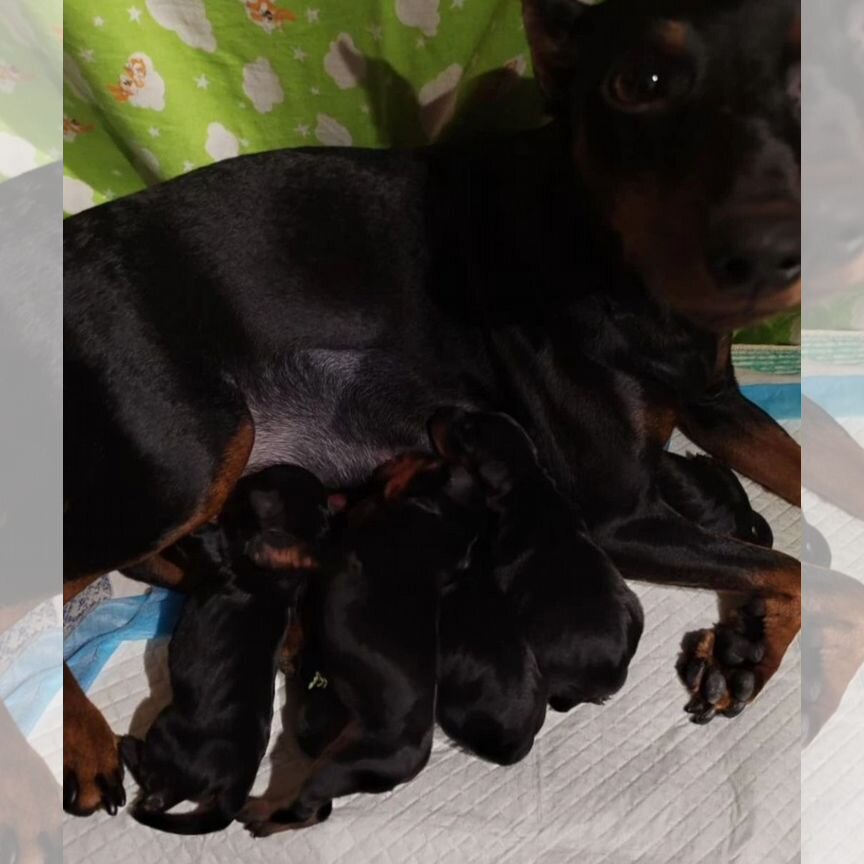 Цвергпинчер, щенок